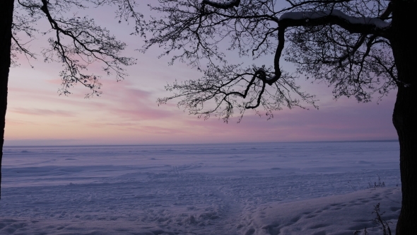 Pink Sunset Through the Trees, Stock Footage | VideoHive