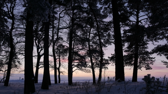 Pink Sunset Through the Trees, Stock Footage | VideoHive