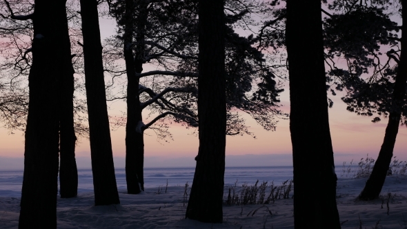 Pink Sunset Through the Trees, Stock Footage | VideoHive