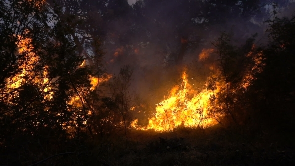 Fire Storm in the Forest at Dusk, Stock Footage | VideoHive