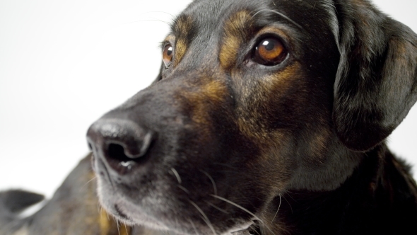 Alert Dog, Stock Footage | VideoHive