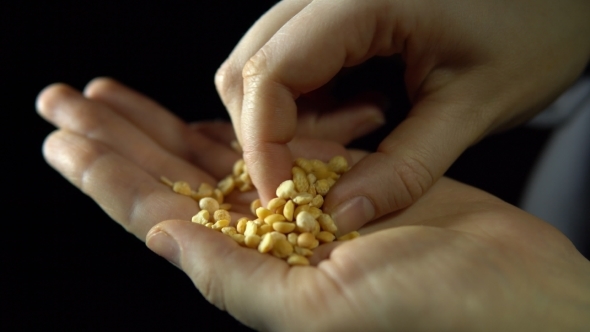 Human Fingers Move a Handful of Peas in Hand on a Black Background ...