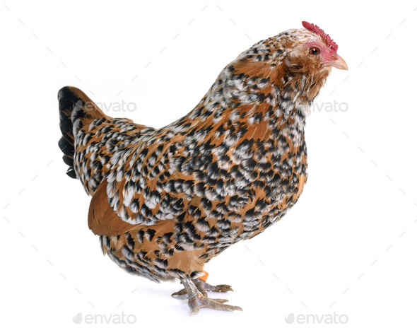 Barbu d'Anvers in studio Stock Photo by cynoclub | PhotoDune