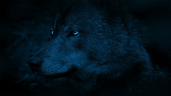 Wolf Side View With Bright Eyes In The Dark, Stock Footage | VideoHive