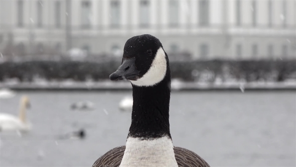 Wild Goose in Front of Castle Nymphenburg Palace in Winter with Snow ...