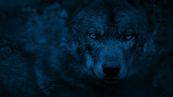 Wolf Looking Around The Woods At Night, Stock Footage | VideoHive
