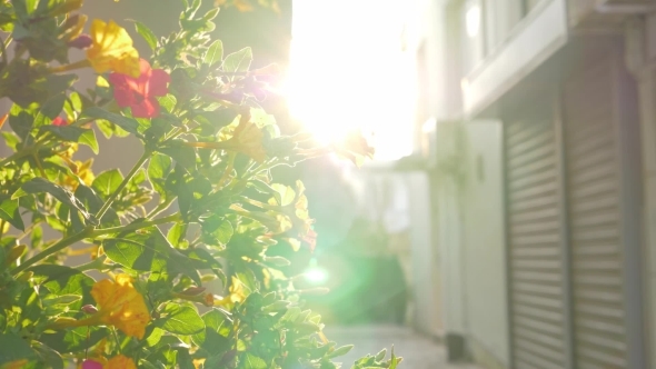 Blooming Shrub in the Light of Bright Sun, Stock Footage | VideoHive