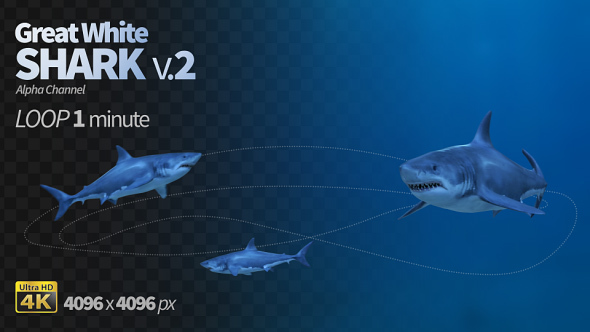 Shark 2 by CGLight | VideoHive