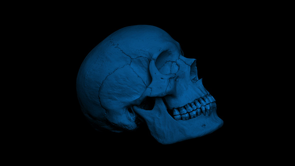 Adult Human Skull Rotating In The Dark, Stock Footage | VideoHive