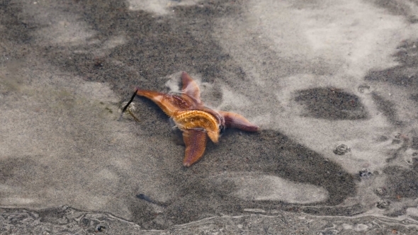 Inverted Starfish In The Sea, Moving Legs And Gracefully Flipped Back ...