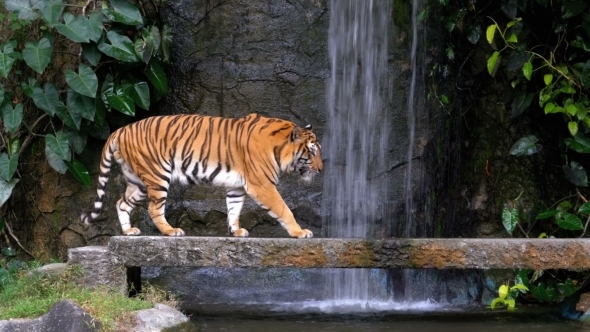 The Tiger Walks on the Rock Near the Waterfall. Thailand, Stock Footage