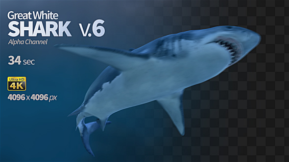 Shark 6, Motion Graphics | VideoHive