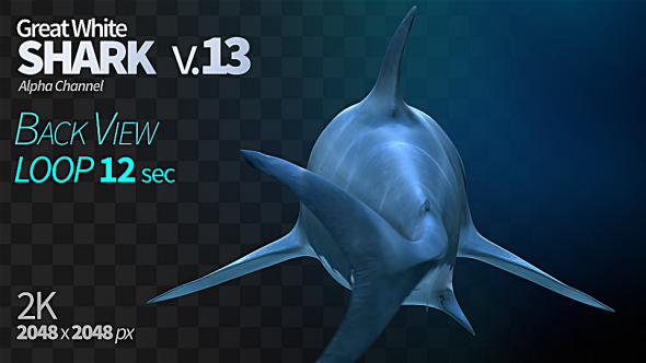 Shark 13 Back View, Motion Graphics | VideoHive