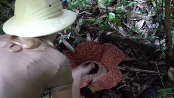 Female Tourist Smelling Rafflesia Flower, Stock Footage | VideoHive