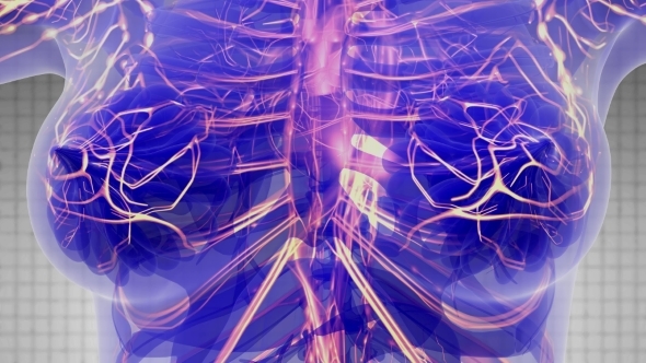 Human Body with Glow Blood Vessels, Motion Graphics | VideoHive