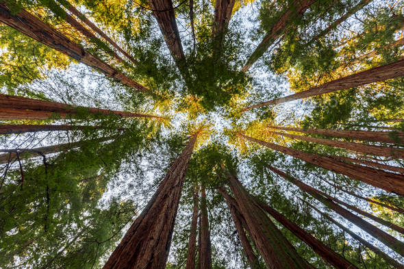 Tall redwood trees Stock Photo by mblach | PhotoDune