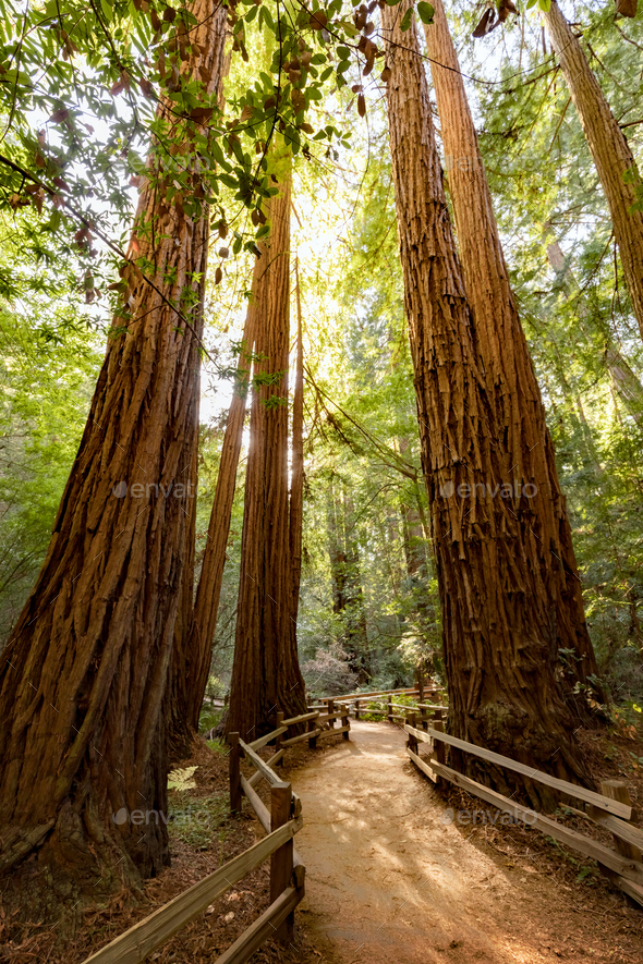 Giant redwoods Stock Photo by mblach | PhotoDune