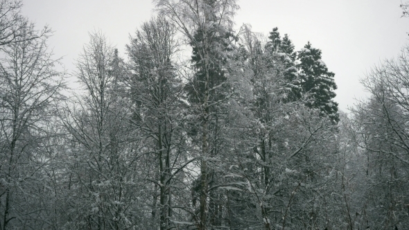 Winter Forest, Trees in the Snow, Light Snow Falls, Stock Footage ...