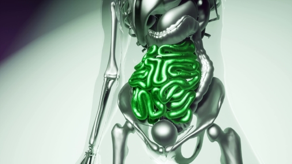 Human Intestine Model with All Organs and Bones, Motion Graphics ...