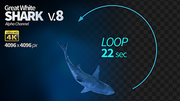 Shark 8 Swims in a Circle, Motion Graphics | VideoHive