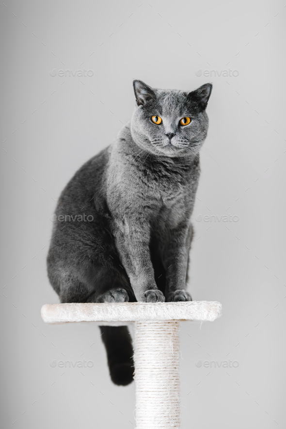 Majestic grey purebred cat sitting on the scratcher Stock Photo by ...