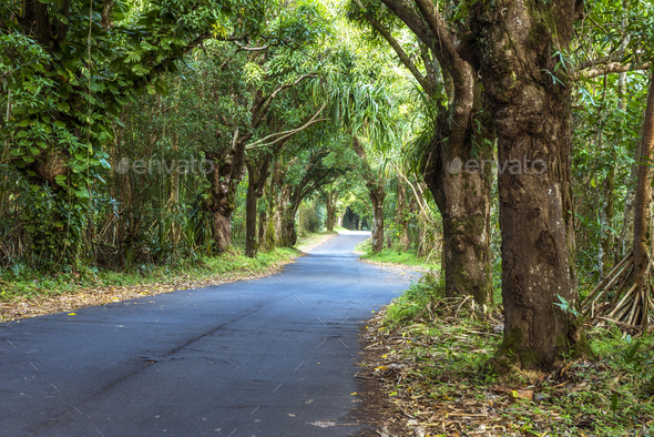 Canopy of trees over road Stock Photo by joebelanger | PhotoDune