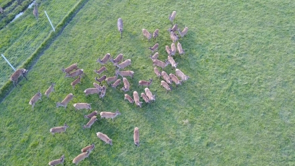 Aerial View of a Group of Baby Deer Deer, Stock Footage | VideoHive