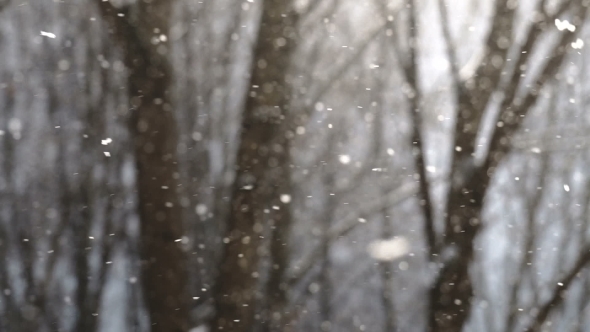 Snowflakes Falling in with Trees on the Background, Stock Footage