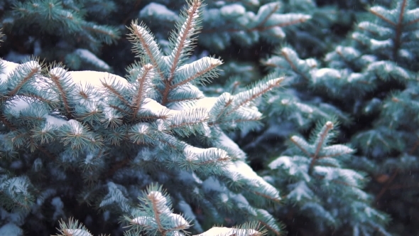 the Snow Falls Slowly on the Trees in the Winter Park, the Hand Touches ...