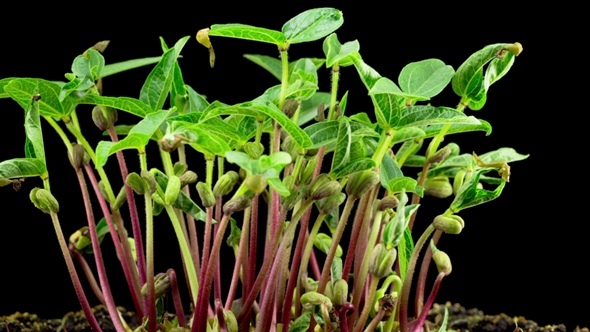 Mung Beans Germination on Black Background, Stock Footage | VideoHive