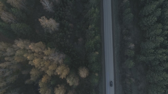 Road in the Forest, Stock Footage | VideoHive