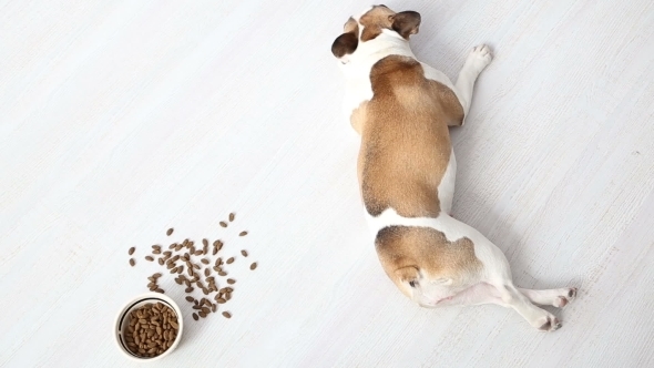 Dog Refuses To Eat Tasteless Food, Stock Footage | VideoHive