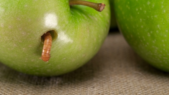 the Larva Feeds on a Green Apple and Chewed a Hole in It,, Stock Footage