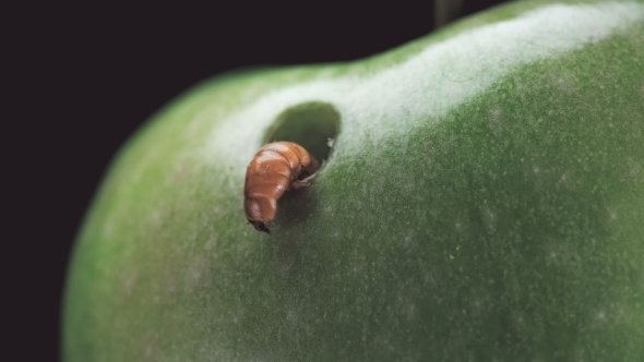 the Larva Feeds on a Green Apple and Chewed a Hole in It,, Stock Footage