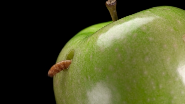 the Larva Feeds on a Green Apple and Chewed a Hole in It,, Stock Footage