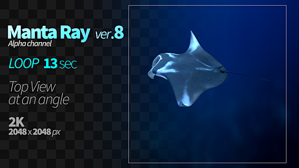 Manta Ray 8, Motion Graphics | VideoHive