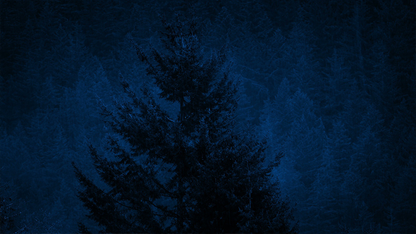 Forest Trees In Heavy Rain At Night, Stock Footage | VideoHive