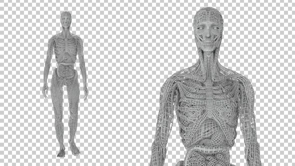 Wired Female Anatomy, Motion Graphics | VideoHive