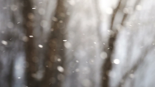 Big Snowflakes Falling in with Trees on the Background, Stock Footage