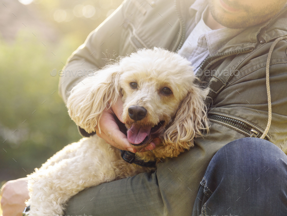 Happy dog and his owner Stock Photo by hitdelight | PhotoDune