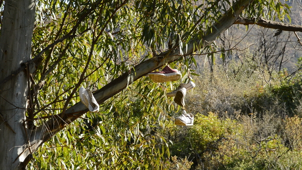Shoes Hanging at Branch of a Tree at Sunset, Stock Footage | VideoHive