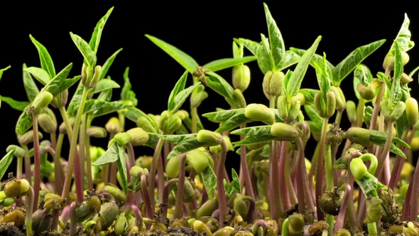 Mung Beans Germination on Black Background, Stock Footage | VideoHive