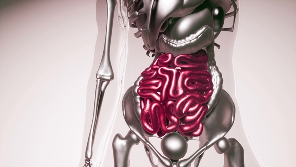 Human Intestine Model with All Organs and Bones, Motion Graphics ...
