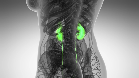 Anatomy Scan of Human Kidneys, Motion Graphics | VideoHive