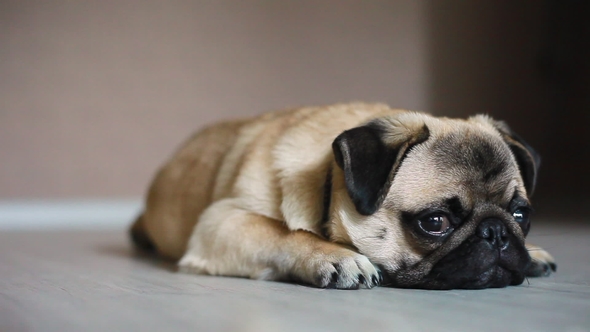 Tired Dog, Pug Falls Asleep, Stock Footage | VideoHive