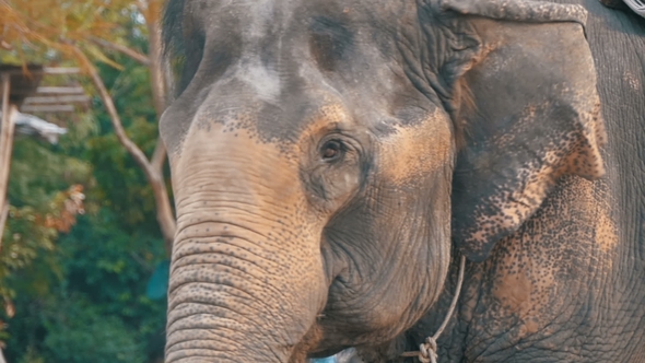 Elephant Waving His Ears and Trunk Moves Thailand, Pattaya, Stock Footage