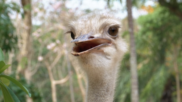 Ostrich Face Smiling in the Jungle. Thailand, Stock Footage | VideoHive