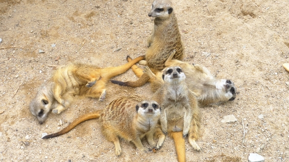 Group of Playful Meerkats Play with Each Other. Thailand, Stock Footage