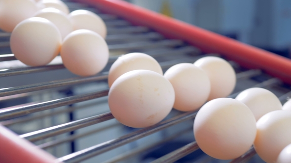 Eggs Are Moving on the Conveyor, Stock Footage | VideoHive