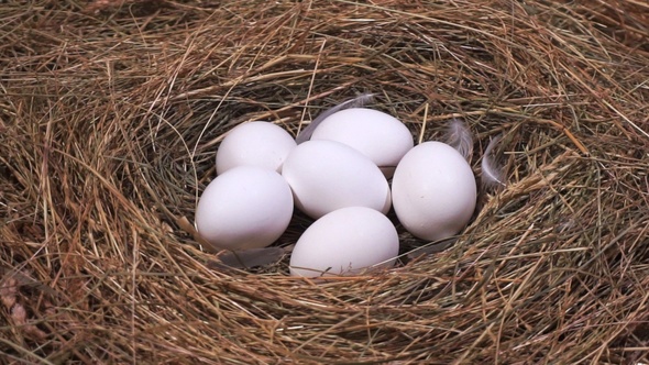 White Eggs In The Nest, Stock Footage | VideoHive